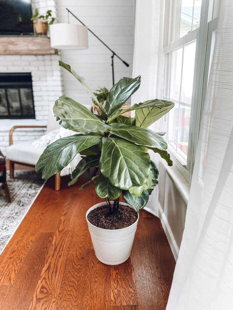 How to Re-pot a Fiddle Leaf Fig - Full Hearted Home